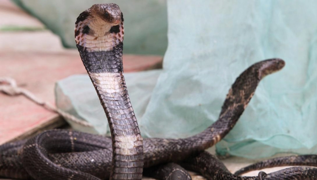 Insólito: un nene mordió a una cobra que lo atacó y mató a la serpiente ... Insólito: un nene mordió a una cobra que lo atacó y mató a la serpiente ...