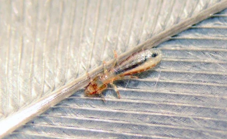 Inesperada invasión de piojillos de paloma en Buenos Aires: ¿cómo ...