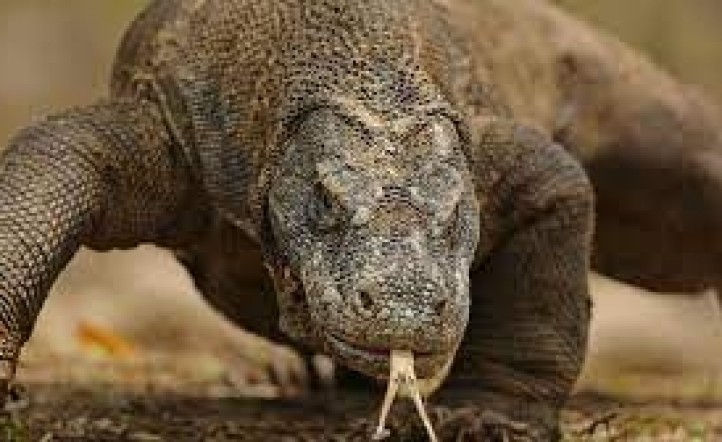 🌎 Un Mundo Inmenso | Línea de Wallace, la enorme barrera invisible ...